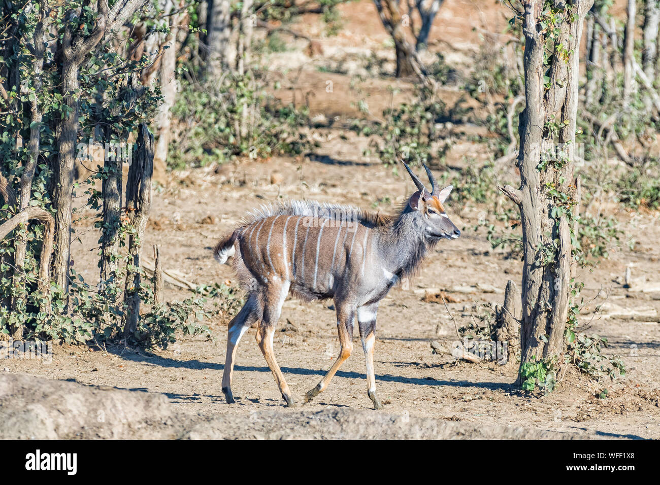 Side view of a young nyala bull, Tragelaphus angasii, walking Stock ...