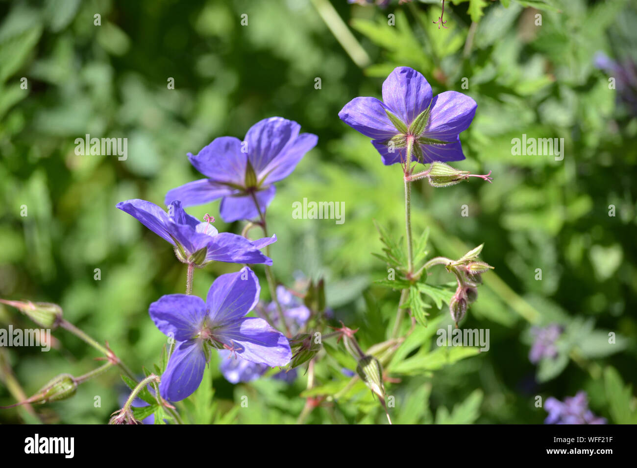 Geranium Johnson's blue Stock Photo - Alamy
