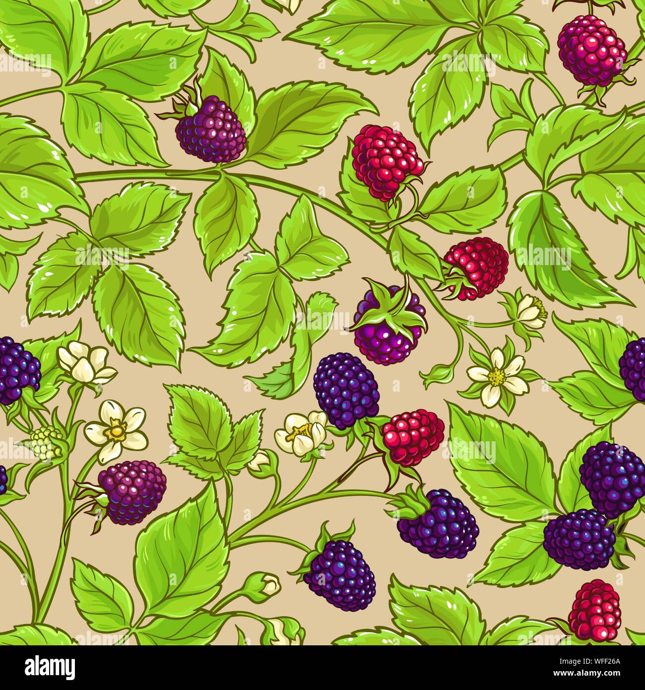 boysenberry vector pattern on color background Stock Vector Image & Art ...