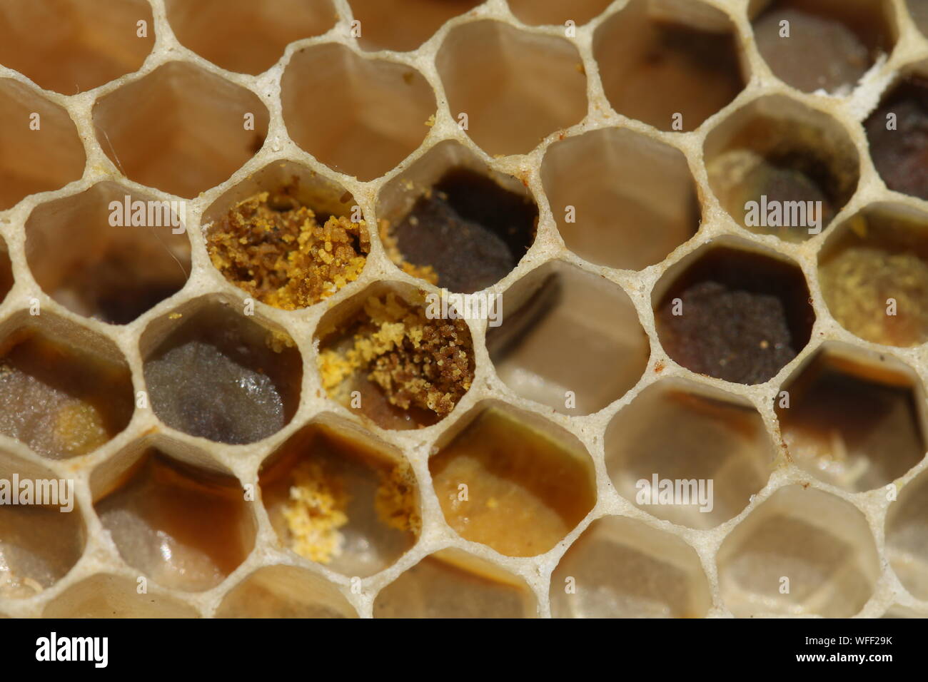 Beehive pattern hi-res stock photography and images - Alamy