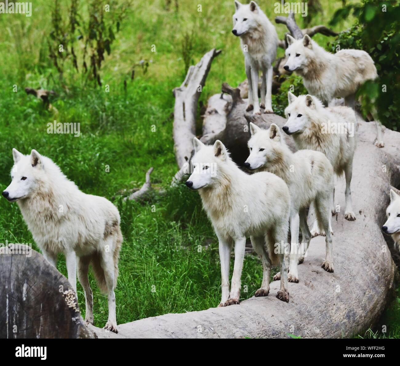Grassland with animals hi-res stock photography and images - Alamy