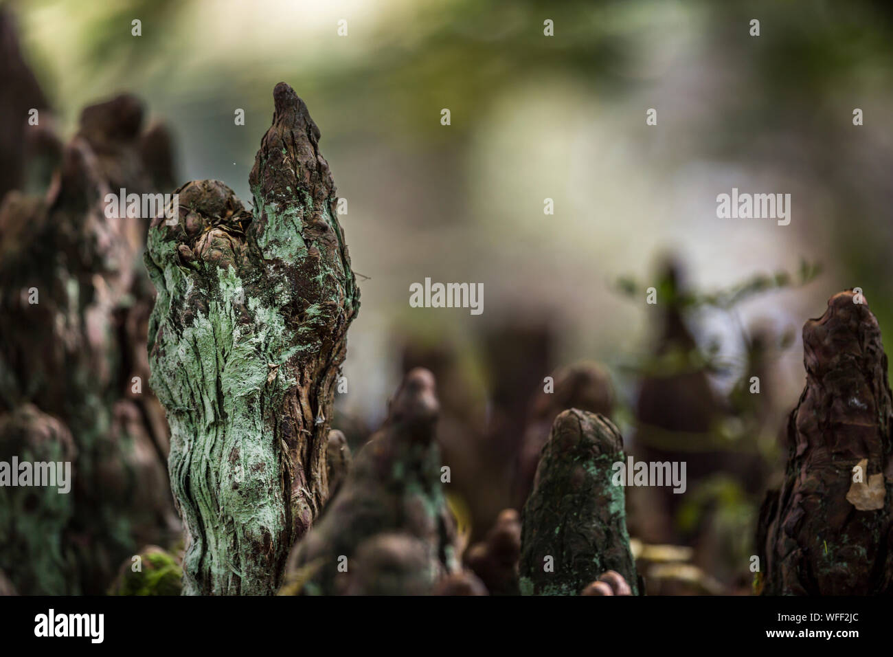 Log and moss hi-res stock photography and images - Alamy