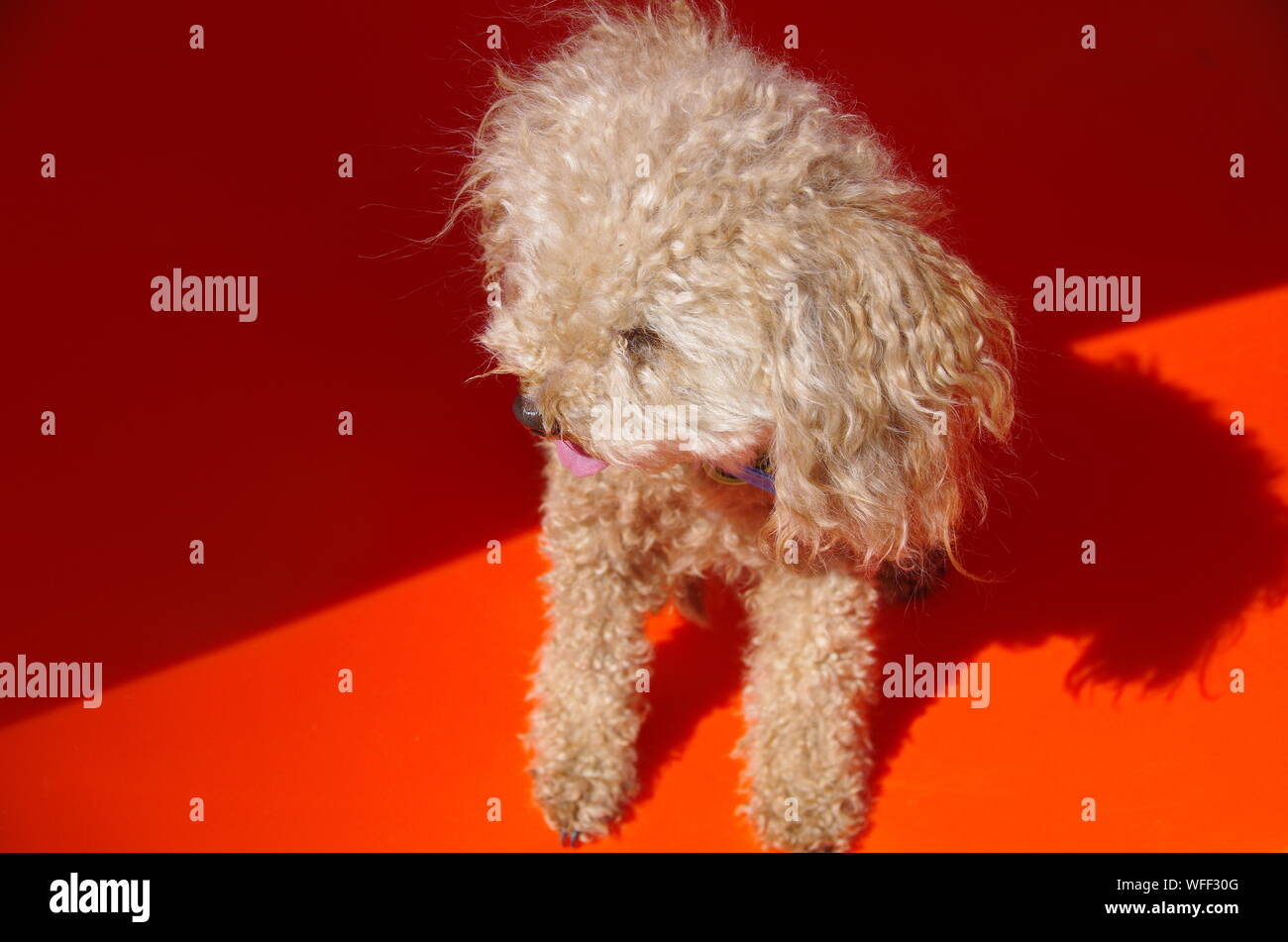 Red poodle dog hi-res stock photography and images - Alamy
