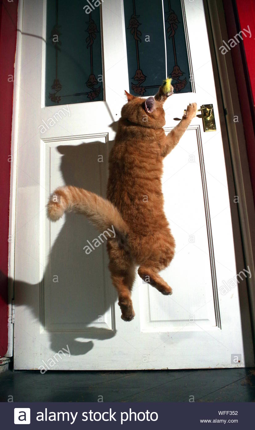 Cat Jumping Stock Photos & Cat Jumping Stock Images - Alamy