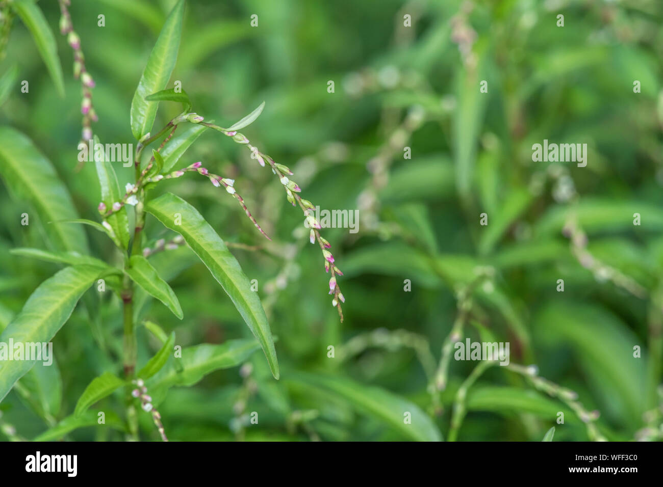 Marsh pepper smartweed hi-res stock photography and images - Alamy