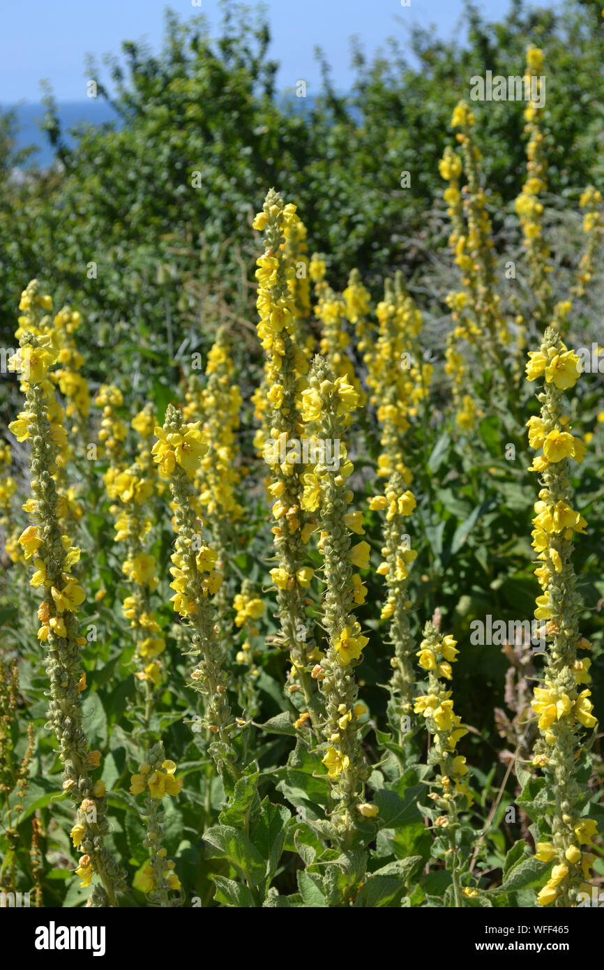Verbascum thapsus hi-res stock photography and images - Alamy