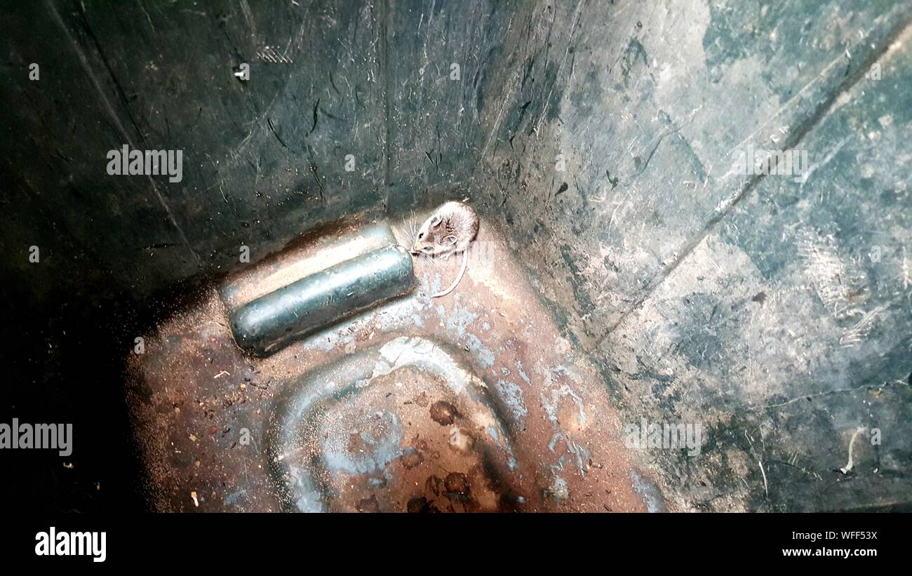 Mouse Garbage High Resolution Stock Photography and Images - Alamy