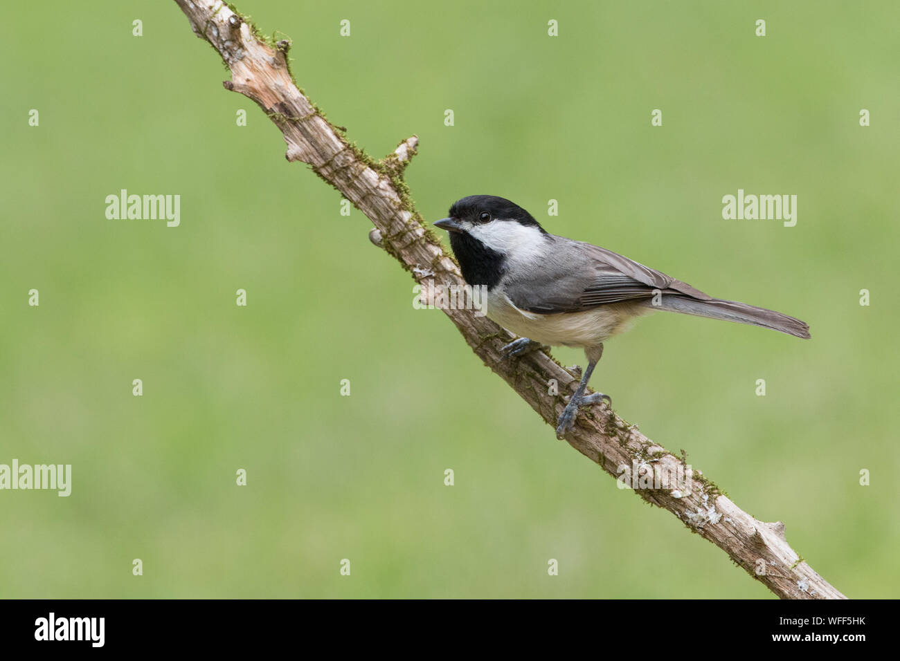 Carolina Chickadee High Resolution Stock Photography and Images - Alamy