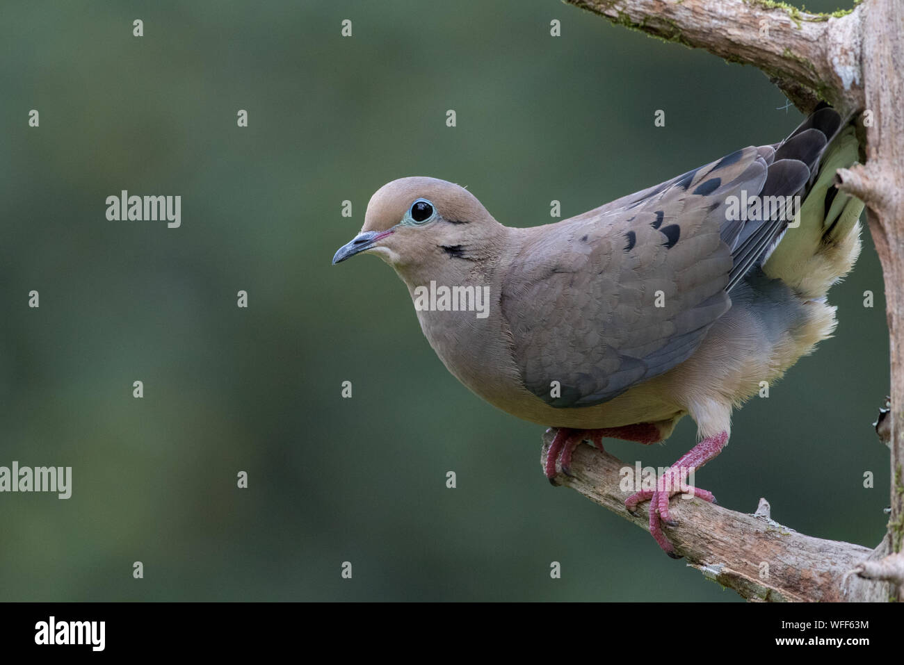 Close-up of a mourning dove, Zenaida macroura Stock Photo - Alamy