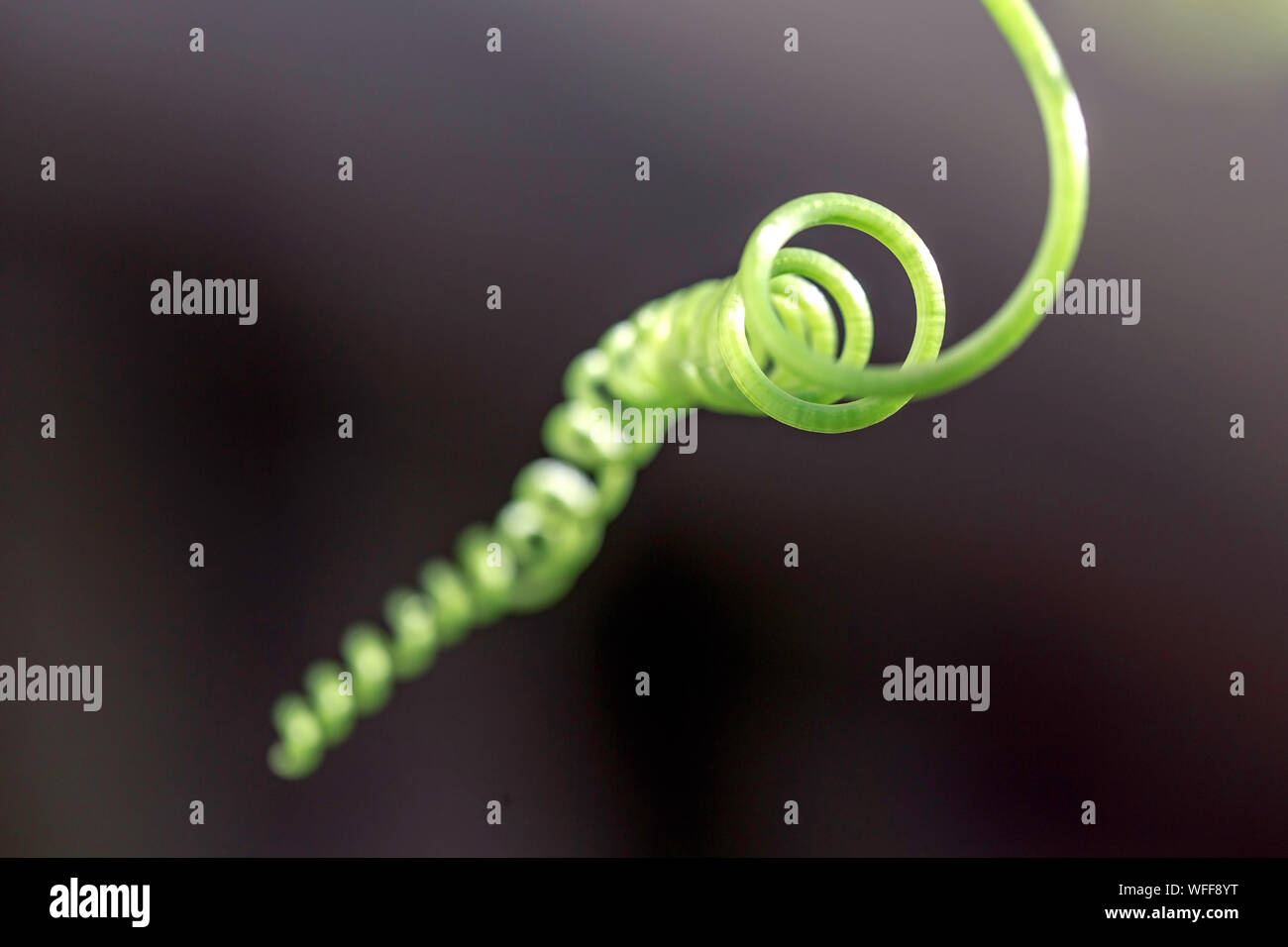 Tendril Coil High Resolution Stock Photography and Images - Alamy