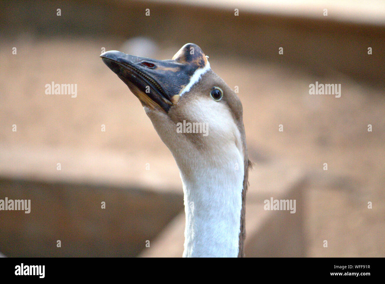 African goose hi-res stock photography and images - Alamy