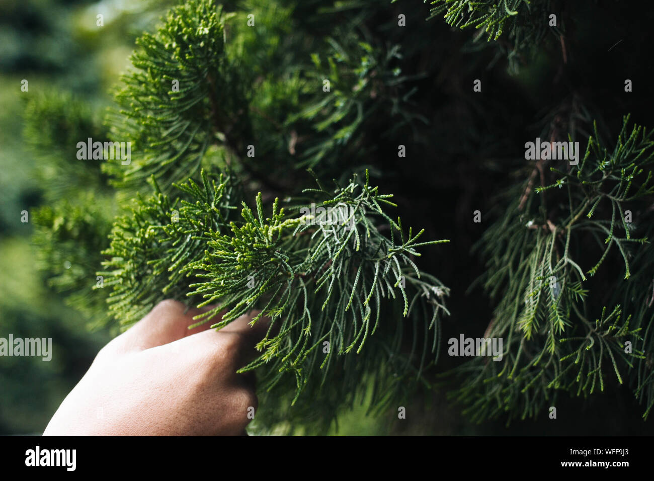 Human hand holding tree branch hi-res stock photography and images - Alamy