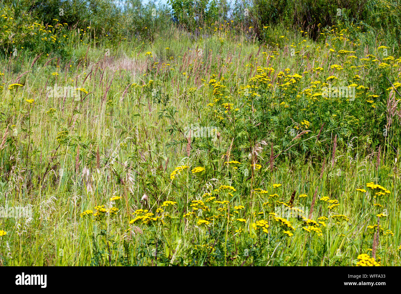 Yellow Desert Wildflower High Resolution Stock Photography and Images ...