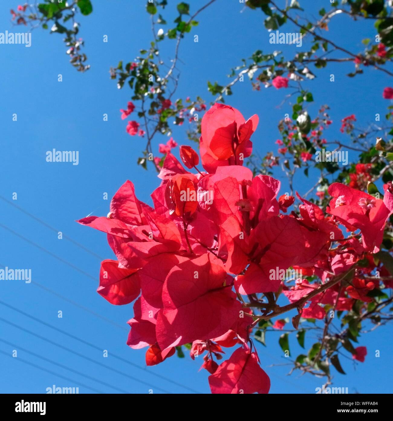 Pink Bougainvillea Blue Sky High Resolution Stock Photography and ...