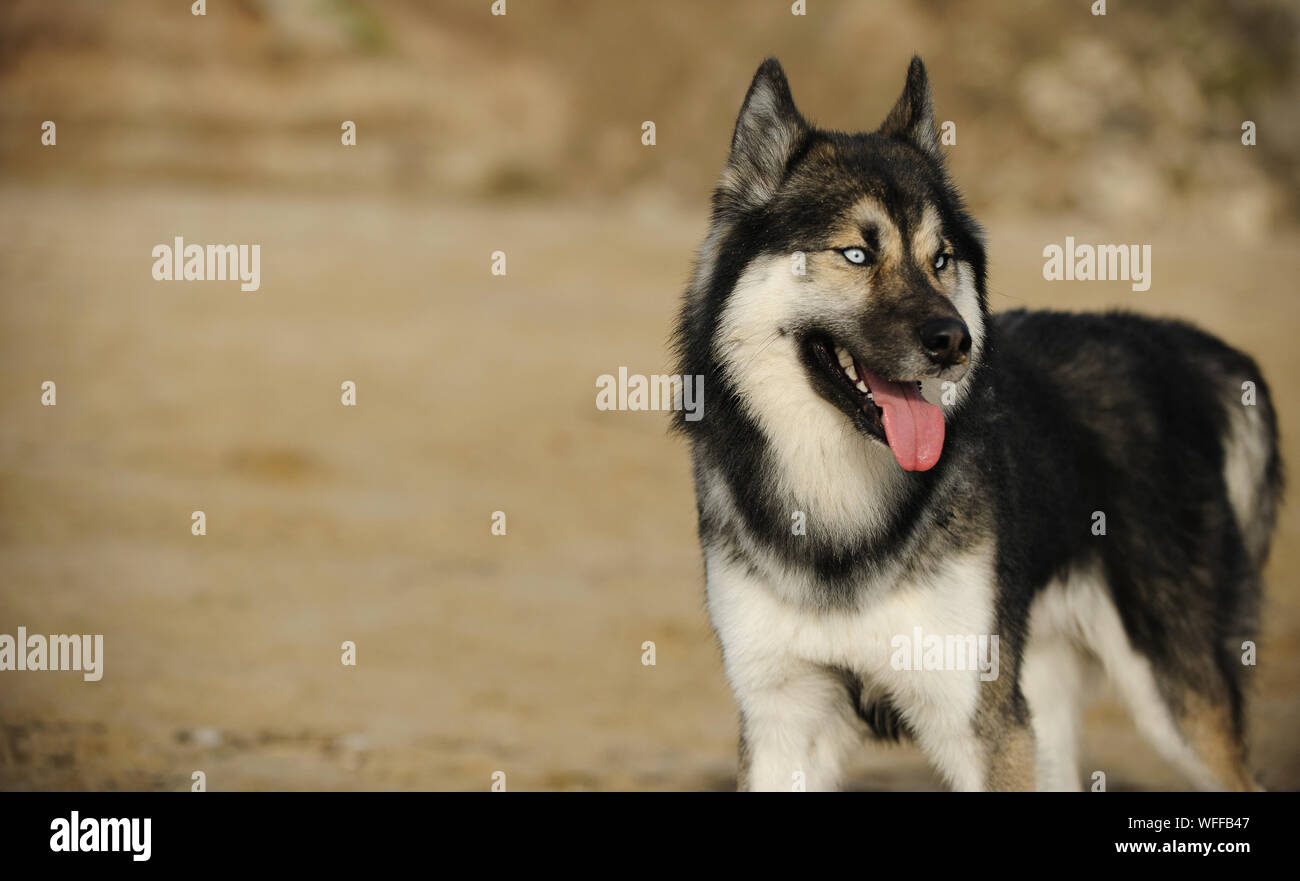 Siberian Husky Standing At Beach Stock Photo - Alamy