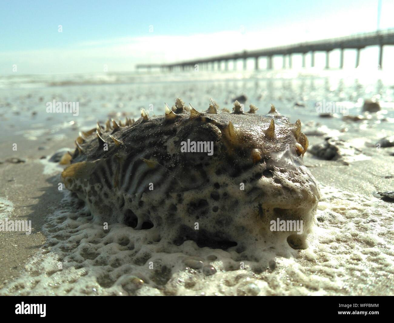 Spiked fish hi-res stock photography and images - Alamy