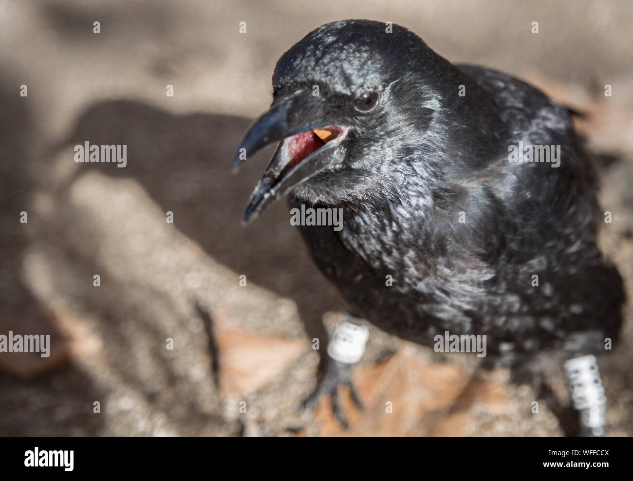 Raven at sunlight hi-res stock photography and images - Alamy