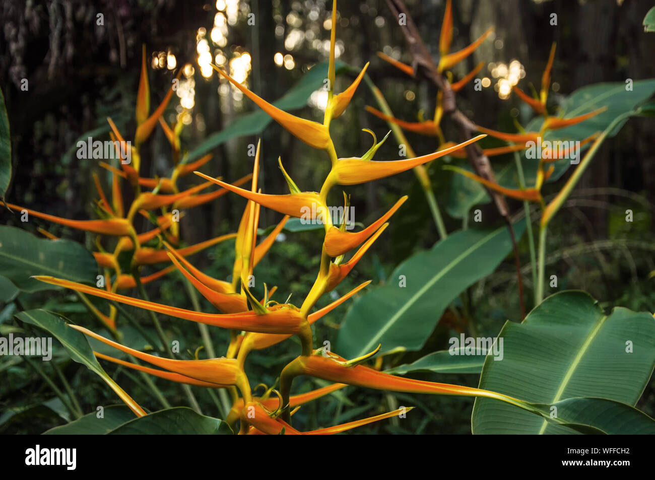 Heliconia in bloom hi-res stock photography and images - Alamy