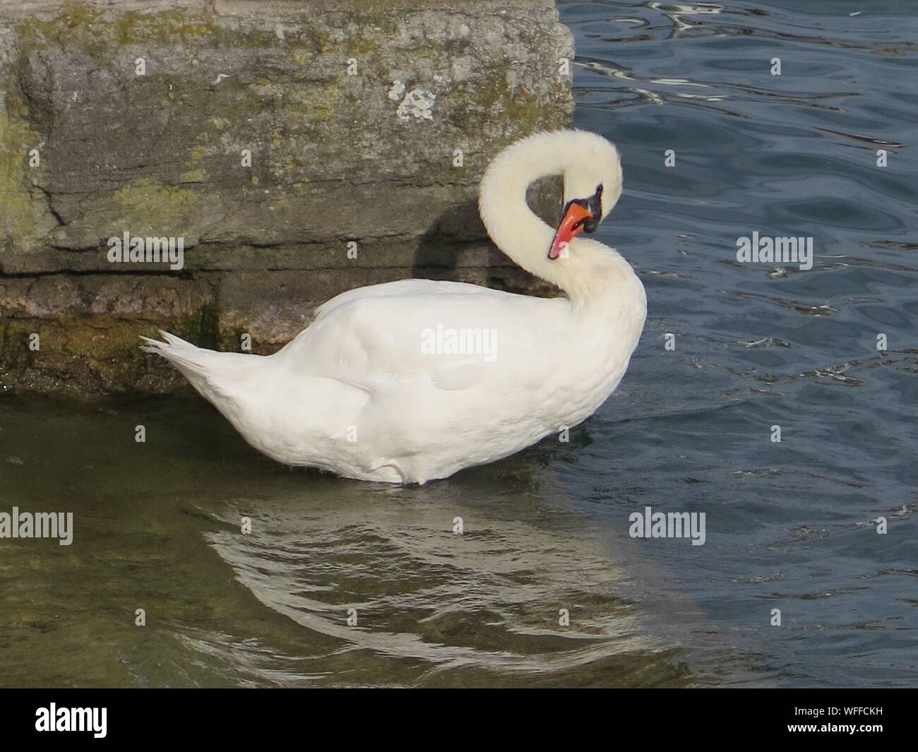 Side view of swan head hi-res stock photography and images - Alamy