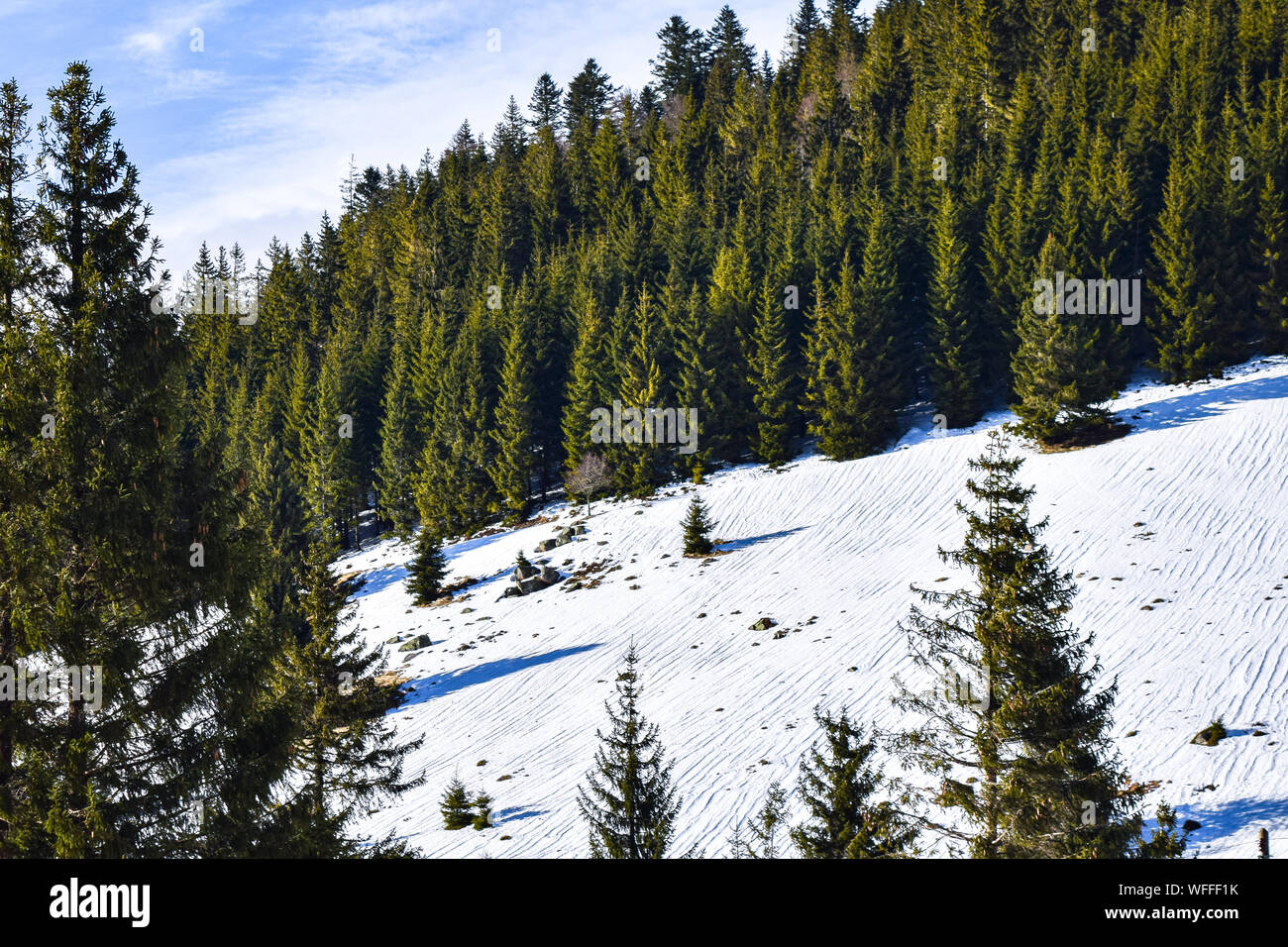 Evergreen trees with snow hi-res stock photography and images - Alamy