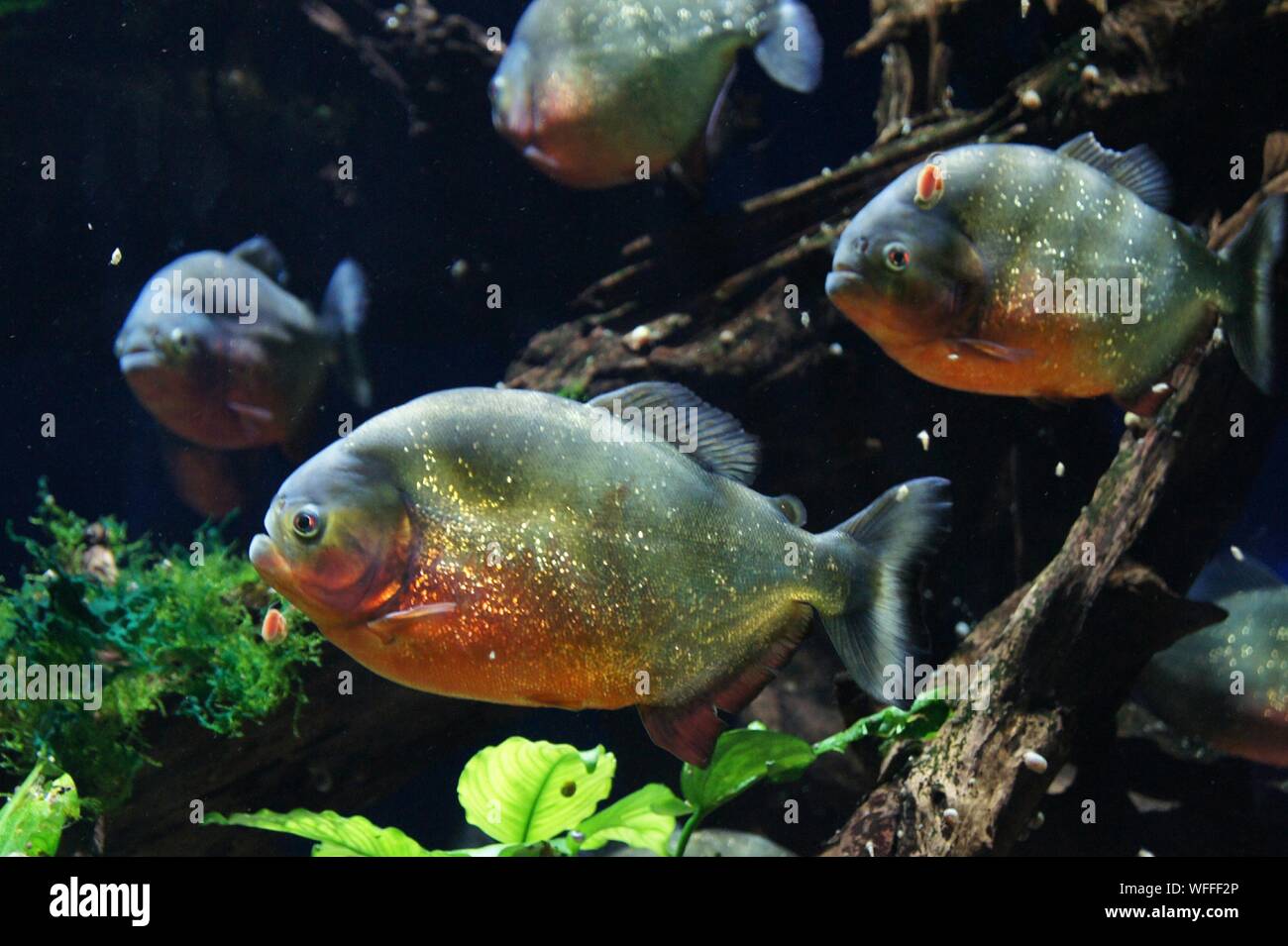 Piranhas High Resolution Stock Photography and Images - Alamy
