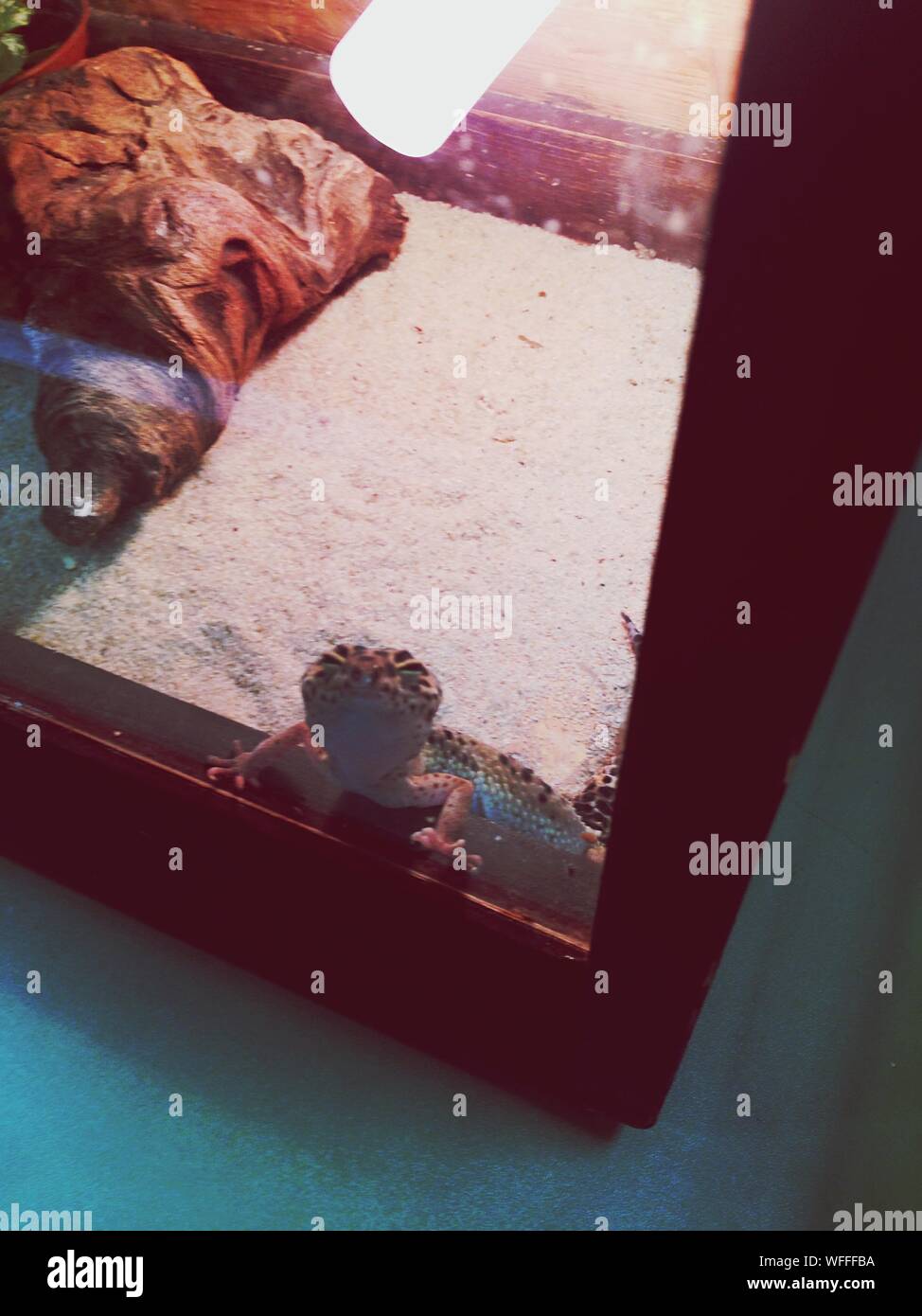 Gecko in the sand hi-res stock photography and images - Alamy