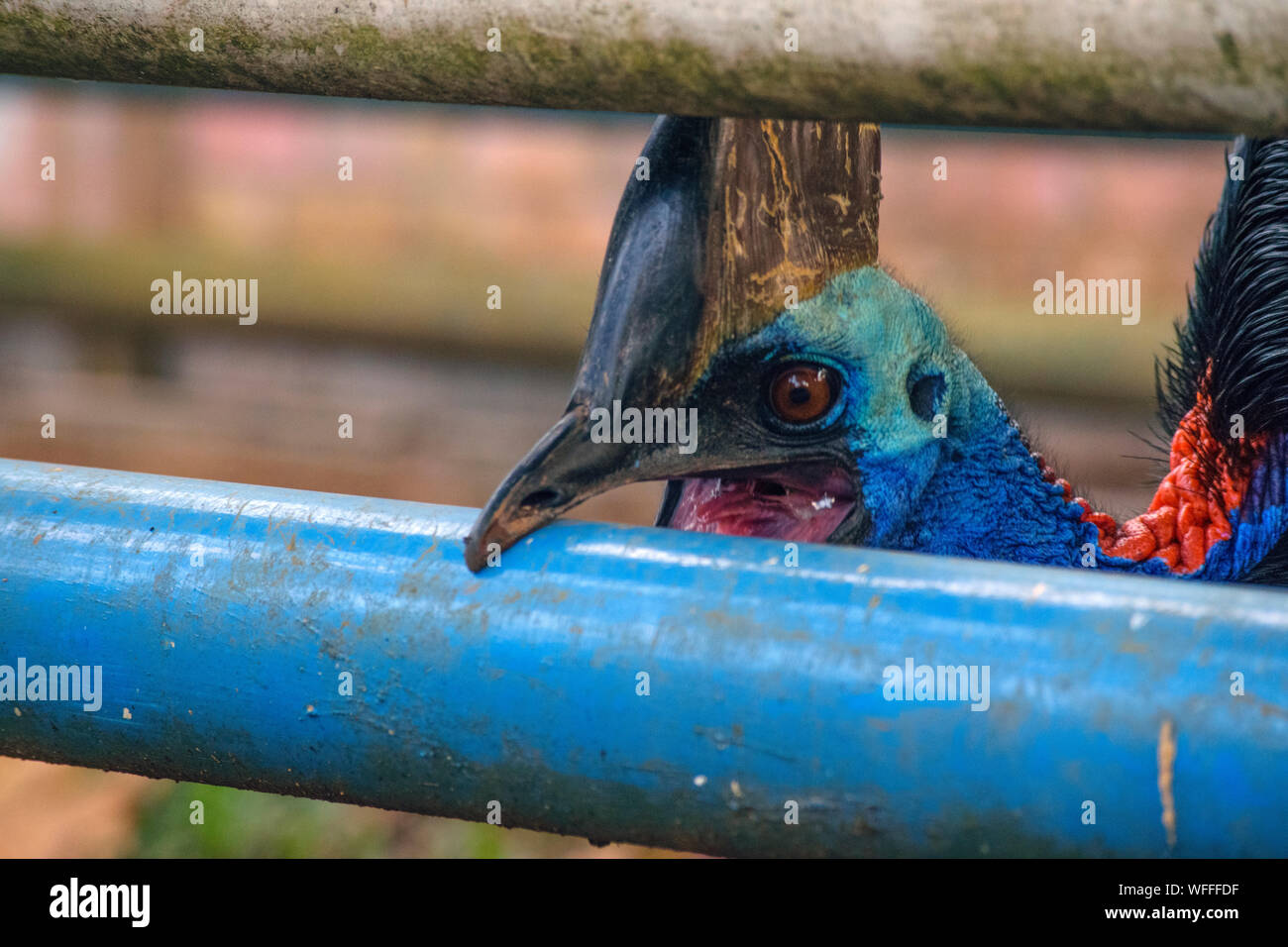 Cassowary Eye High Resolution Stock Photography and Images - Alamy