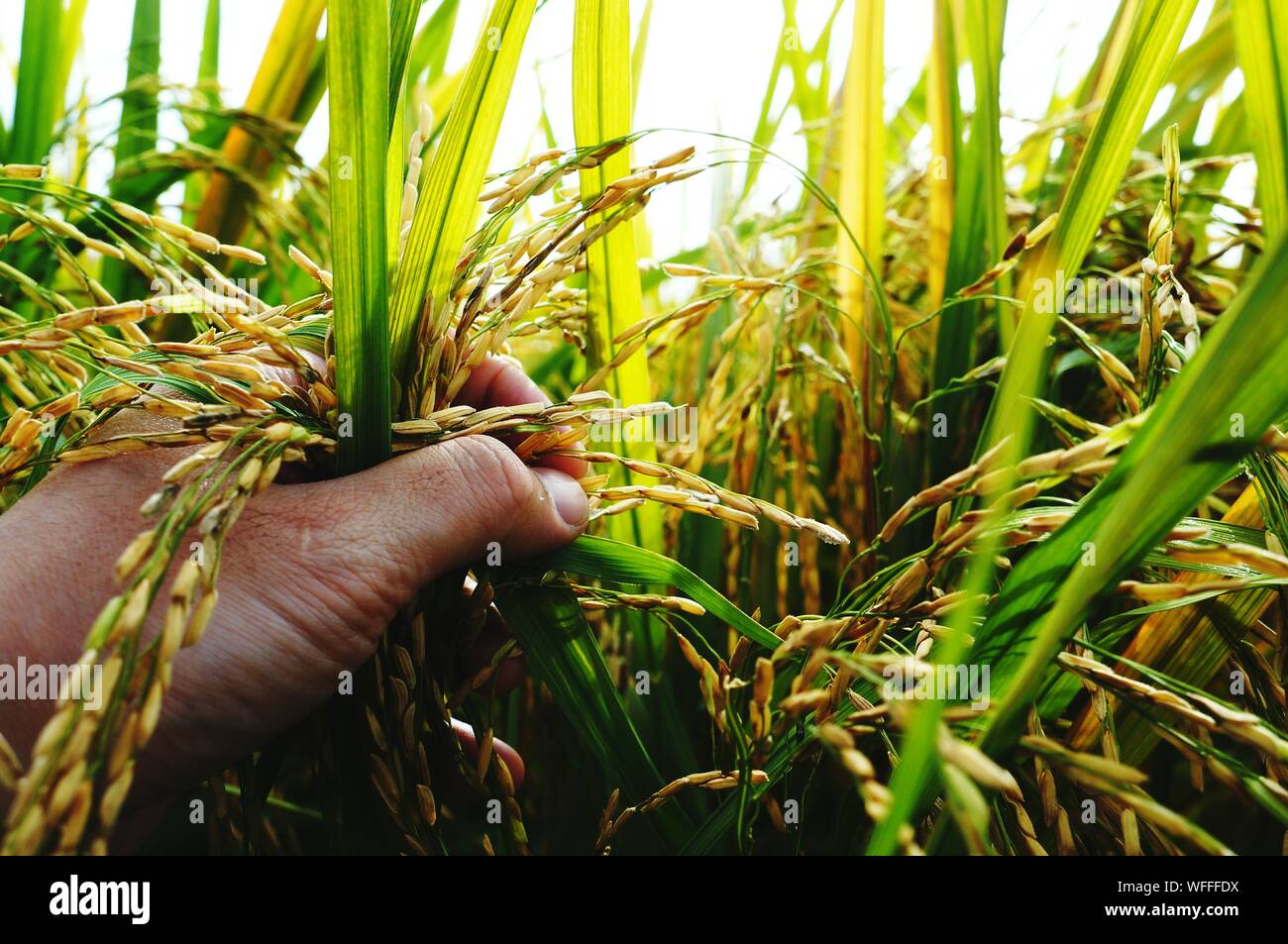 Harvesting Rice By Hand High Resolution Stock Photography and Images ...