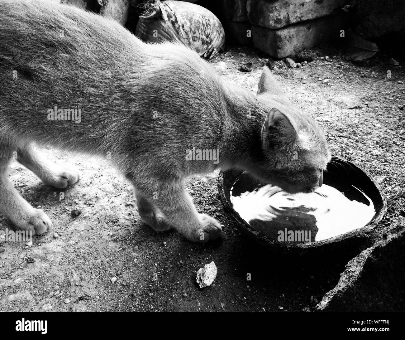 Cat profile side view standing Black and White Stock Photos & Images ...