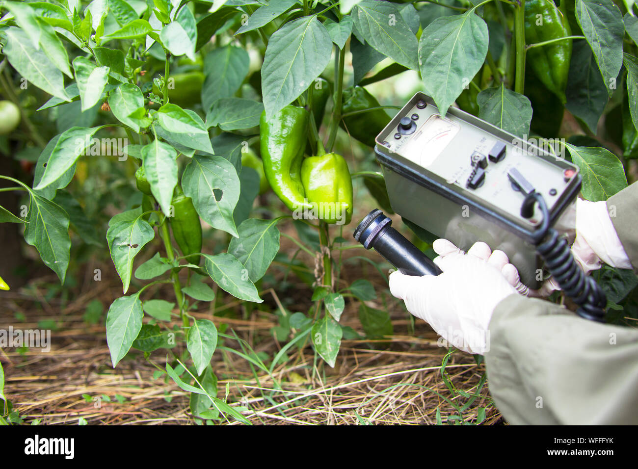 Leaf science measuring hi-res stock photography and images - Alamy
