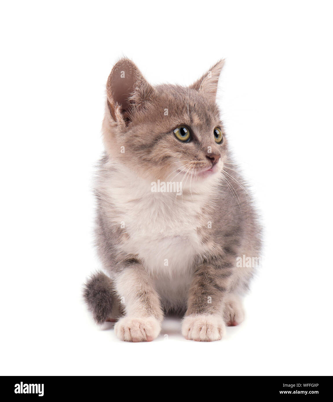 Beautiful small gray kitten isolated on white background Stock Photo ...