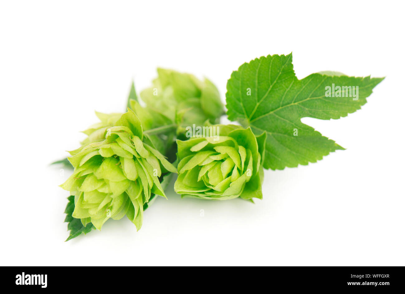 Fresh green hop branch, isolated on white background Stock Photo - Alamy
