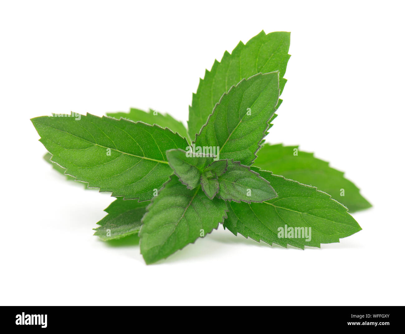 Fresh peppermint isolated on white background. Mint leaves on a white ...
