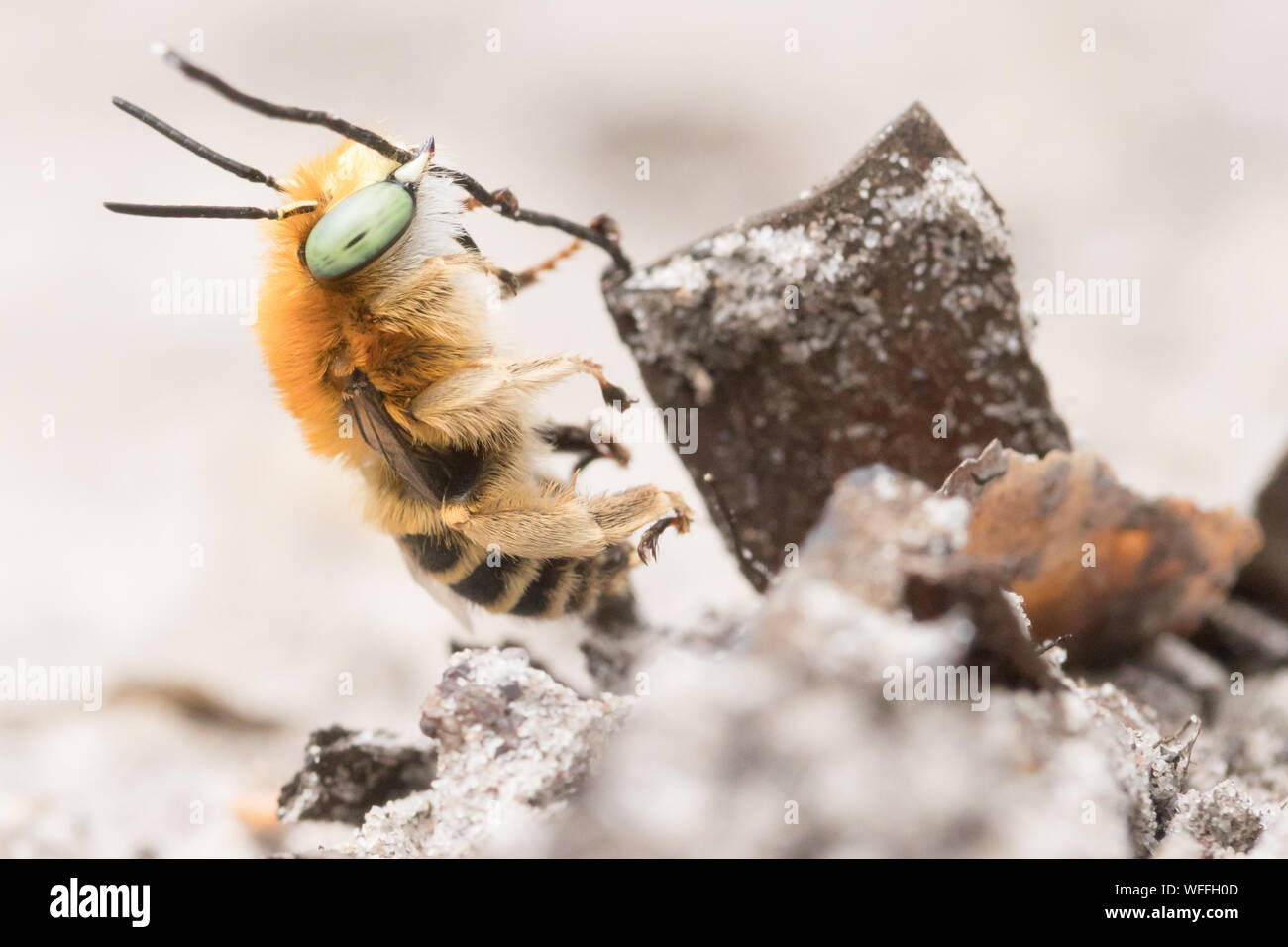 Green-eyed flower bee (Anthophora bimaculata). Surrey, UK Stock Photo ...