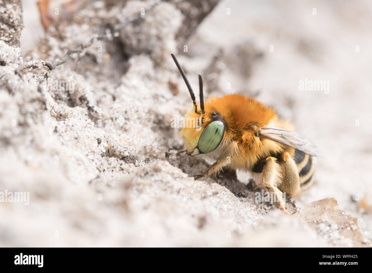 Green eyed bee hi-res stock photography and images - Alamy