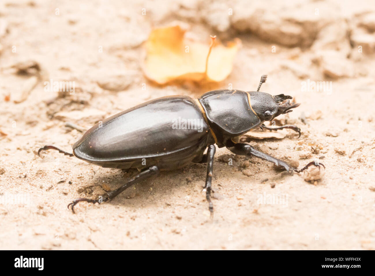Female stag beetle uk hi-res stock photography and images - Alamy