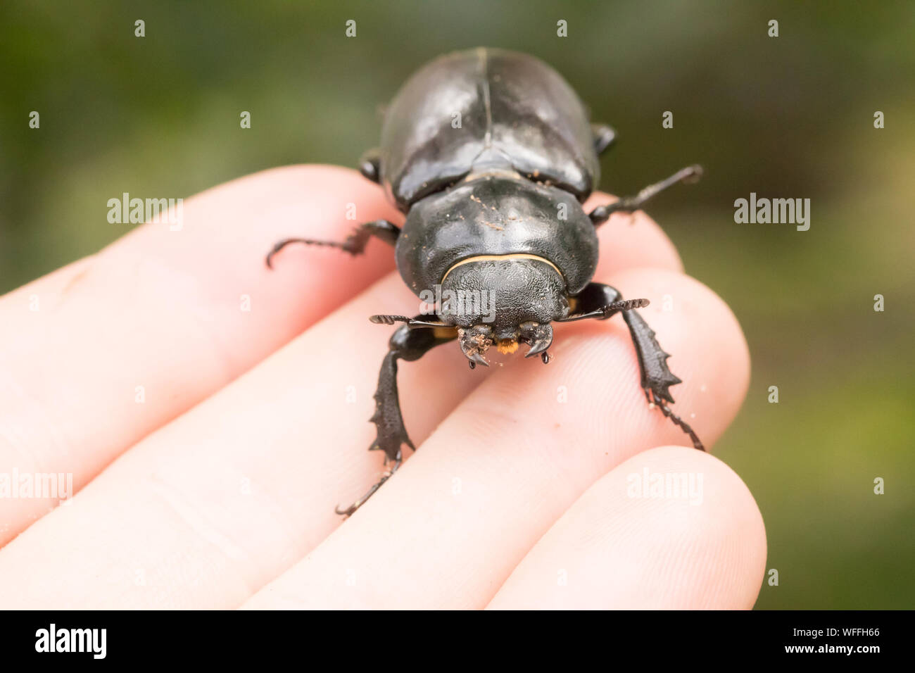 Stag beetle (Lucanus cervus) female. Surrey, UK Stock Photo - Alamy