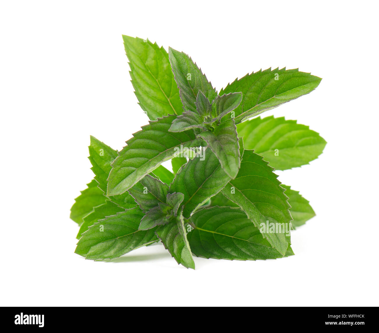 Fresh green sprig of mint isolated on white background Stock Photo - Alamy