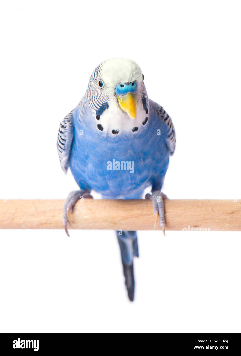Wavy parrot blue color isolated on white background. Budgerigars ...