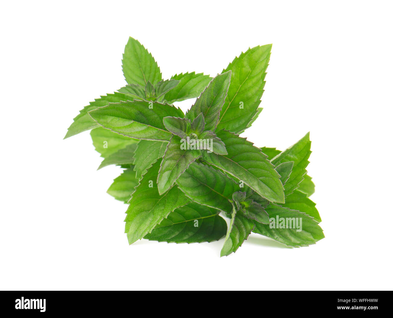 Fresh green sprig of mint isolated on white background Stock Photo - Alamy
