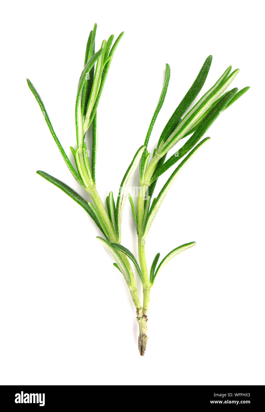 Green sprig fresh rosemary isolated on white background. Branch of ...