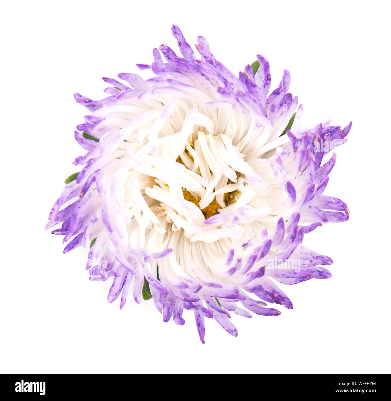 Aster flower isolated on white background. Close-up of violet aster ...