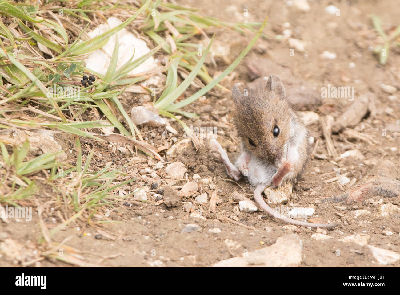 Wood mouse foraging hi-res stock photography and images - Alamy