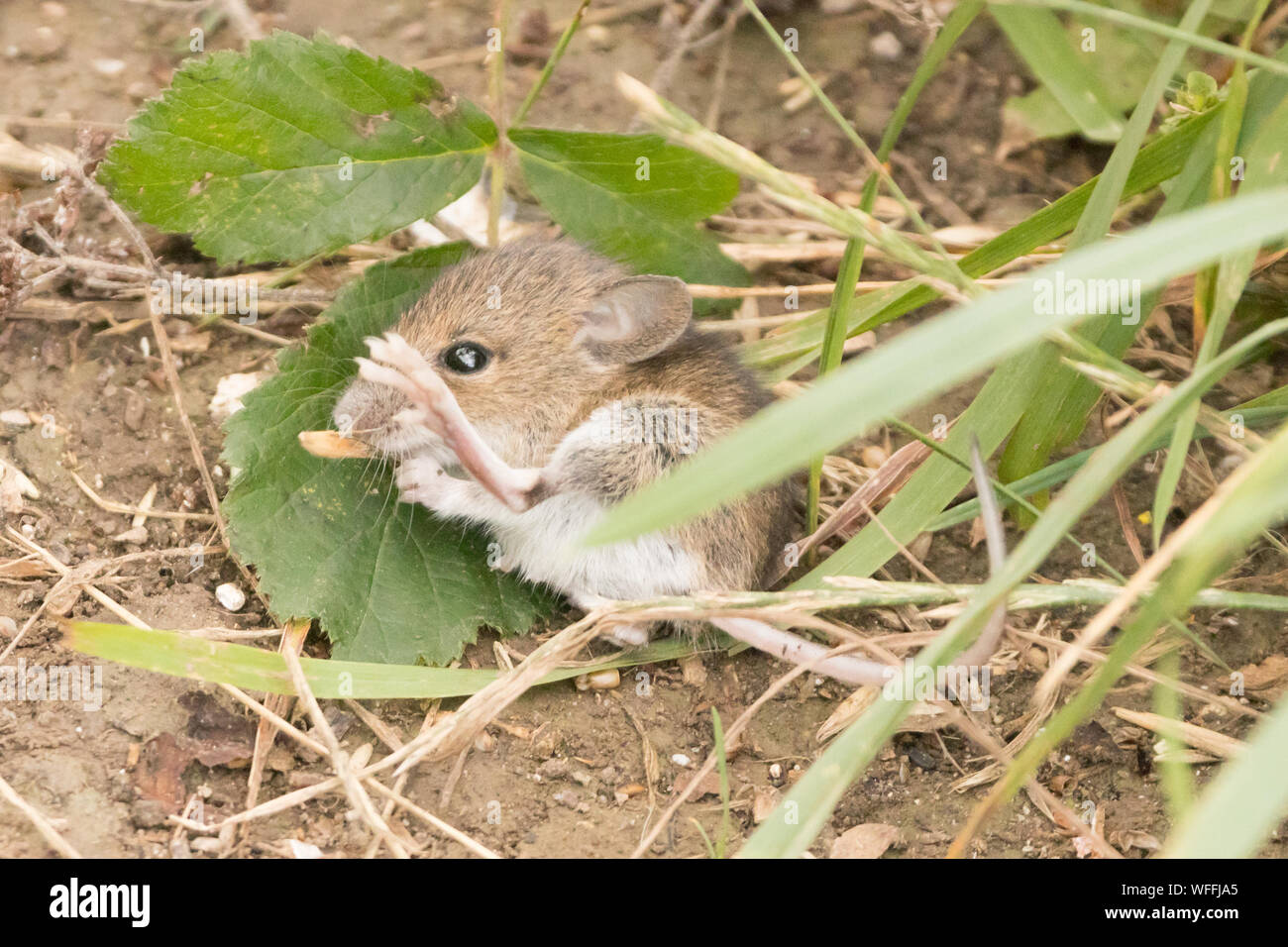 Wood mouse (Apodemus sylvaticus) juveniles foraging. Surrey, UK Stock ...