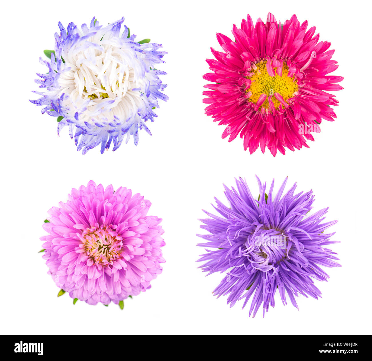 Purple aster flower isolated on white background. Close-up of violet ...