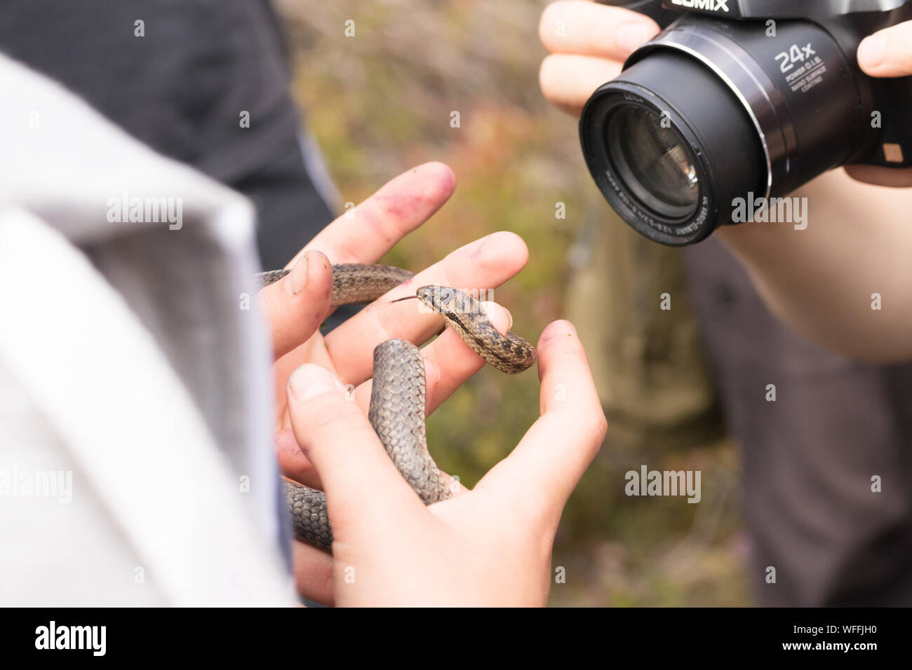 Smooth snake (Coronella austriaca) handled under licence. Surrey, UK ...