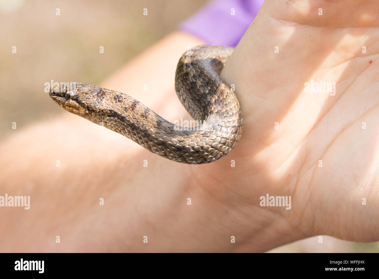 Handled camera hi-res stock photography and images - Alamy