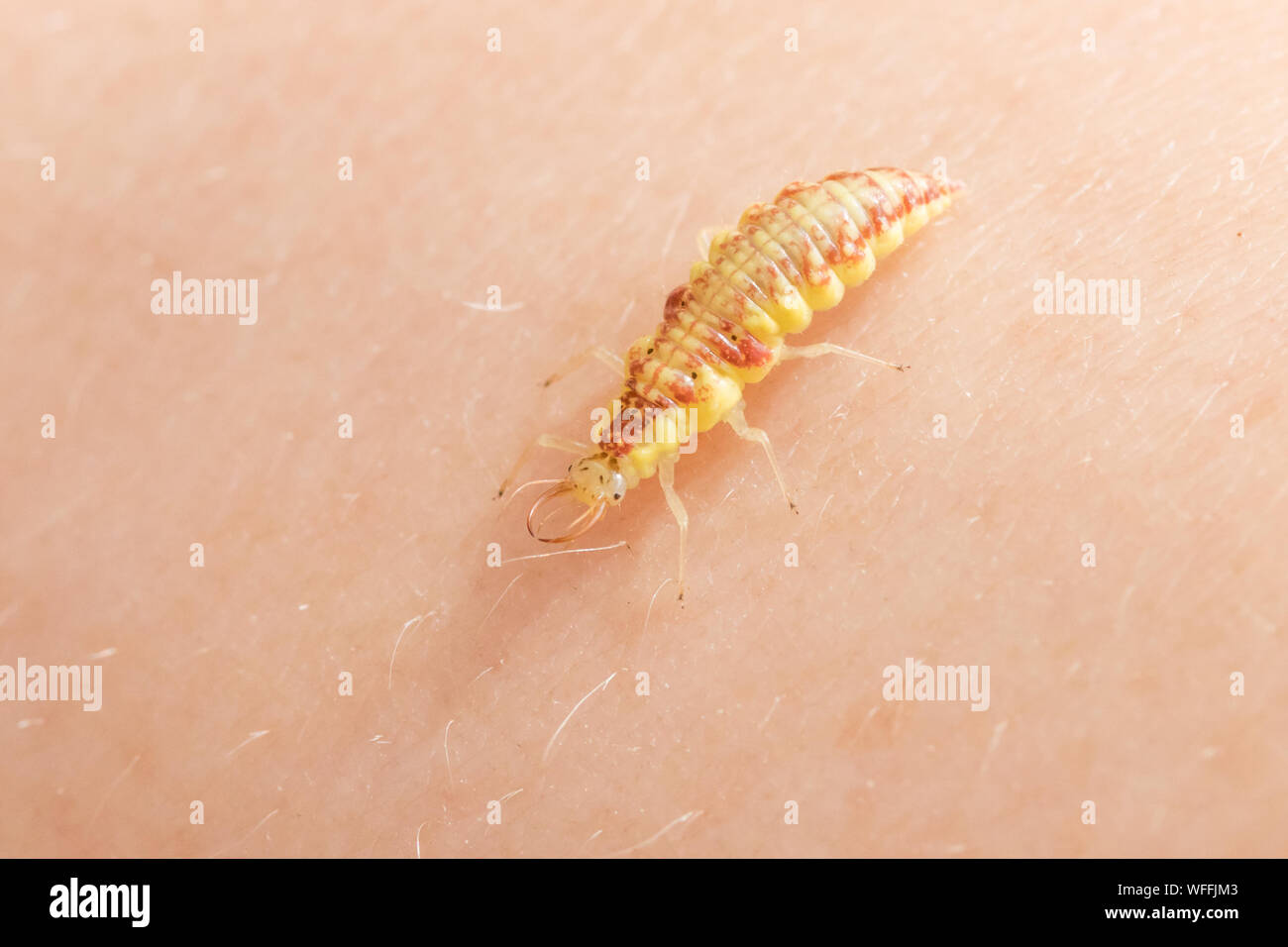 Lacewing larva in the hand Stock Photo - Alamy
