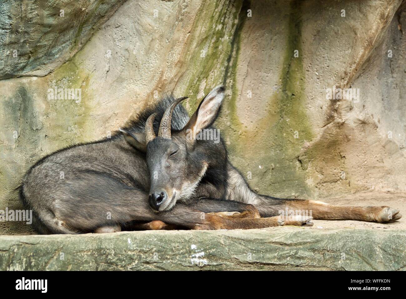 Serow thailand hi-res stock photography and images - Alamy