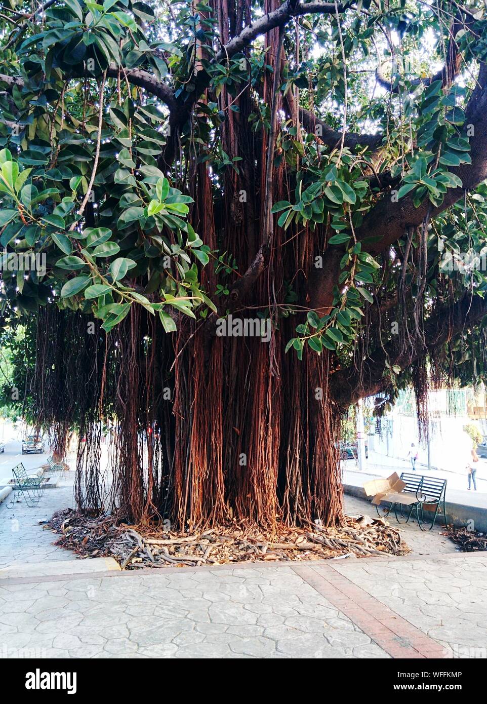People and banyan tree hi-res stock photography and images - Alamy